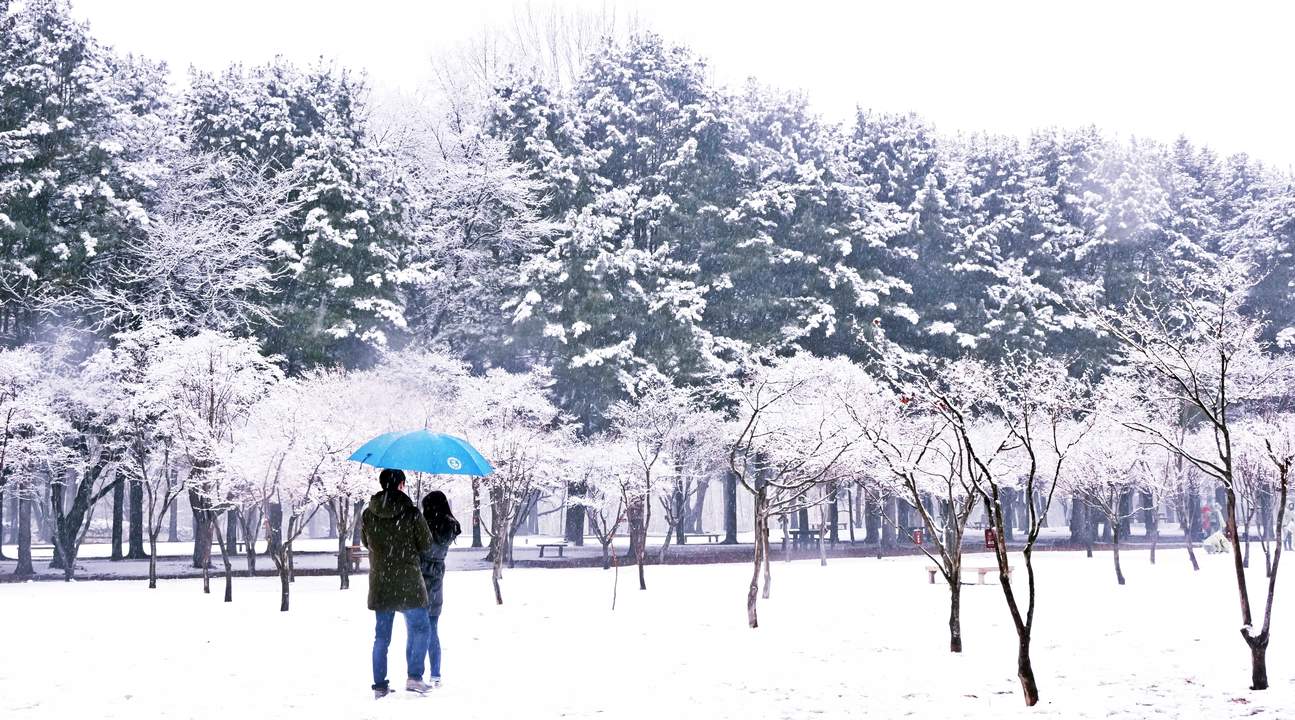Nami Island and Vivaldi Park Ski World Tour from Seoul - Klook Malaysia