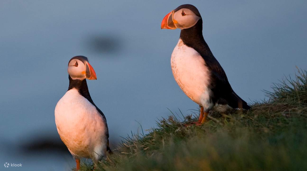 Húsavík Original Whale Watching and Puffin Island Day Tour in North ...