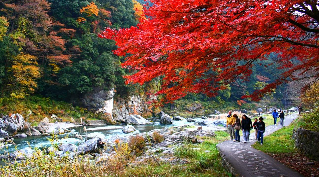 Okutama Autumn Foliage and Yamanashi Prefecture Fruit Picking Tour from ...