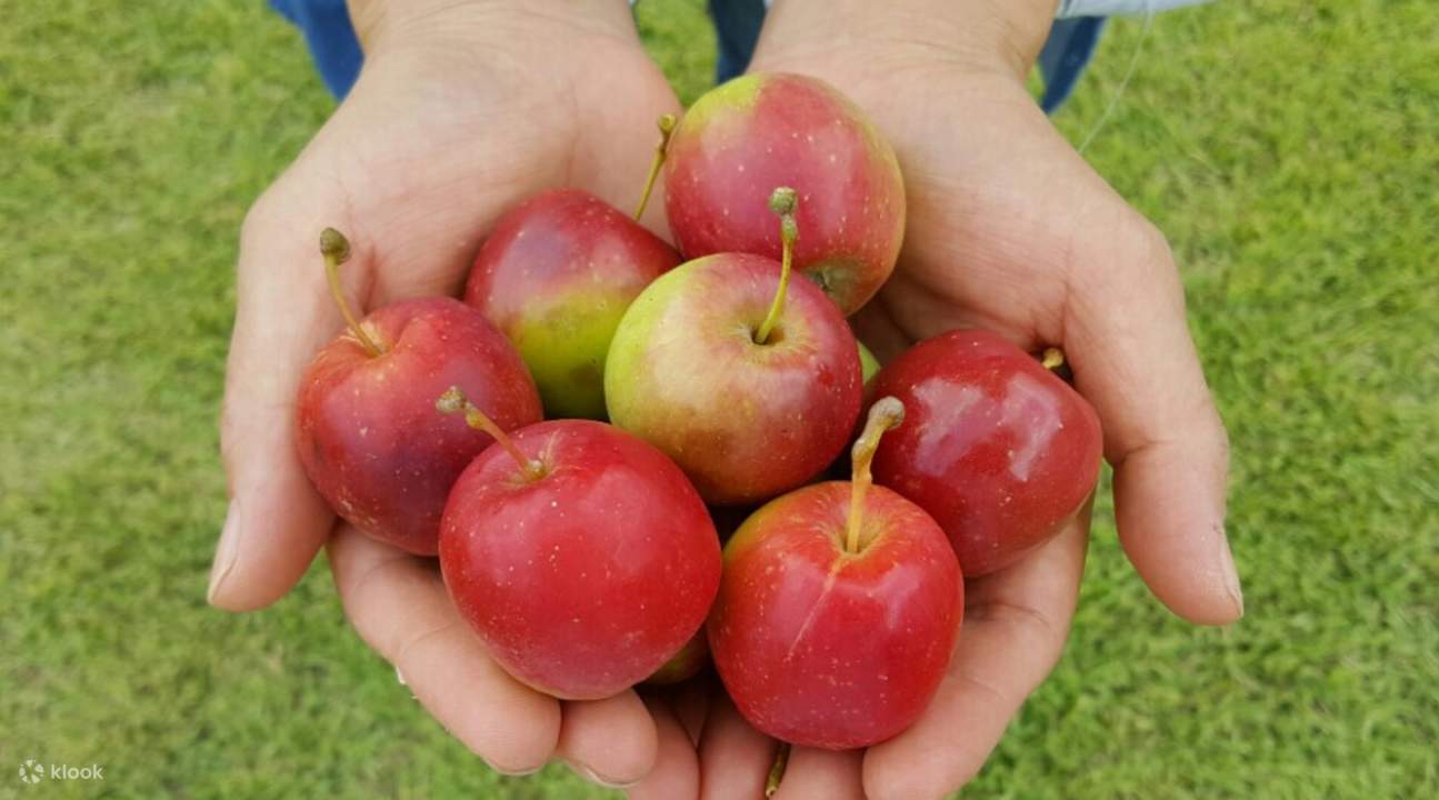 Pocheon Art Valley, Mini Apple Picking & Herb Island Day Tour from ...