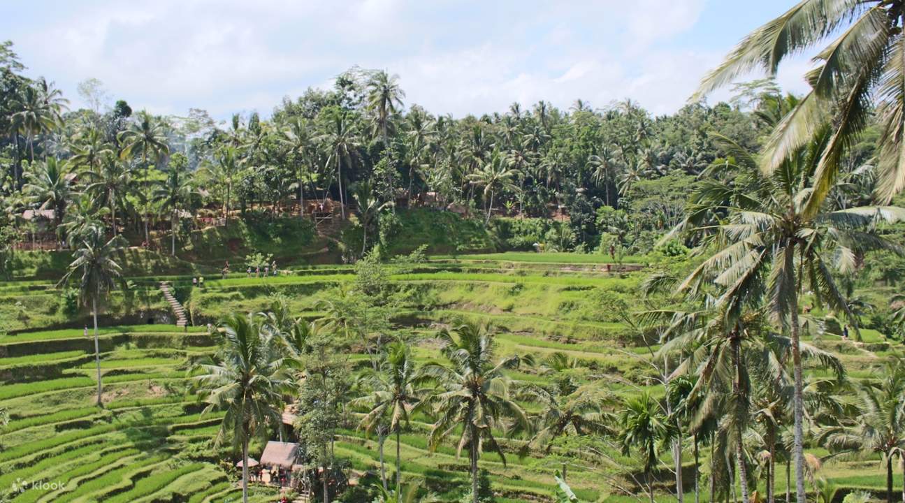 Ubud Monkey Forest and Tegalalang Private Trip - Klook