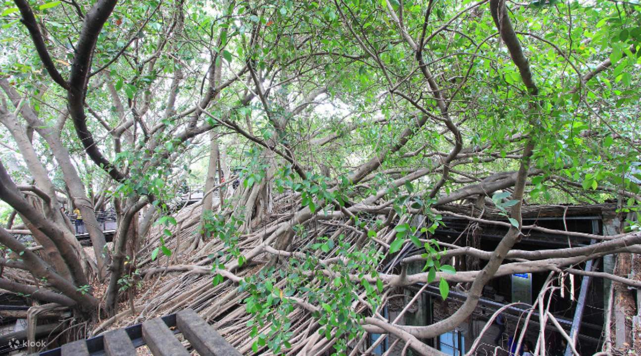 Discover the Southwest Coast of Taiwan on This Tainan Classic ...