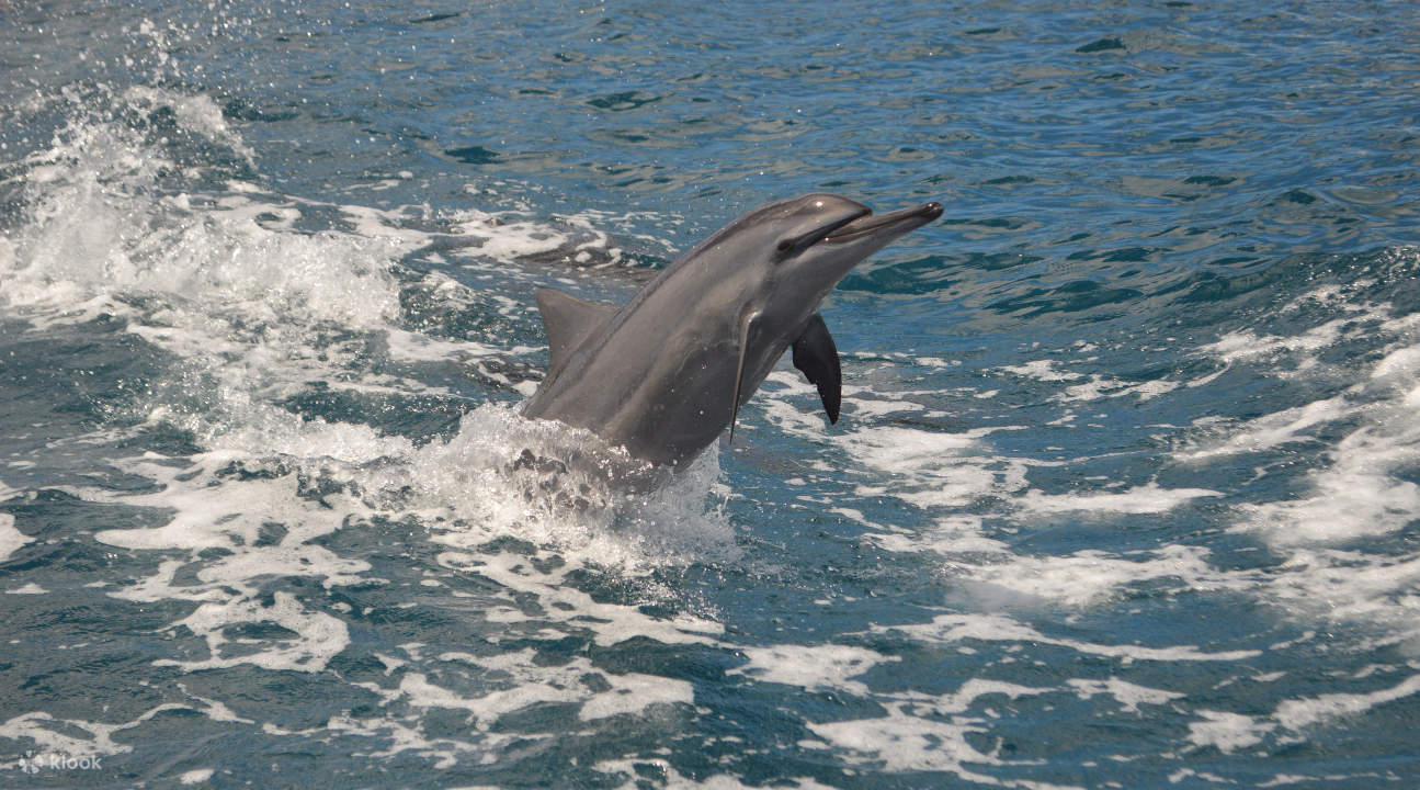 Snuba Adventure and Dolphin Watching in Guam - Klook Hong Kong