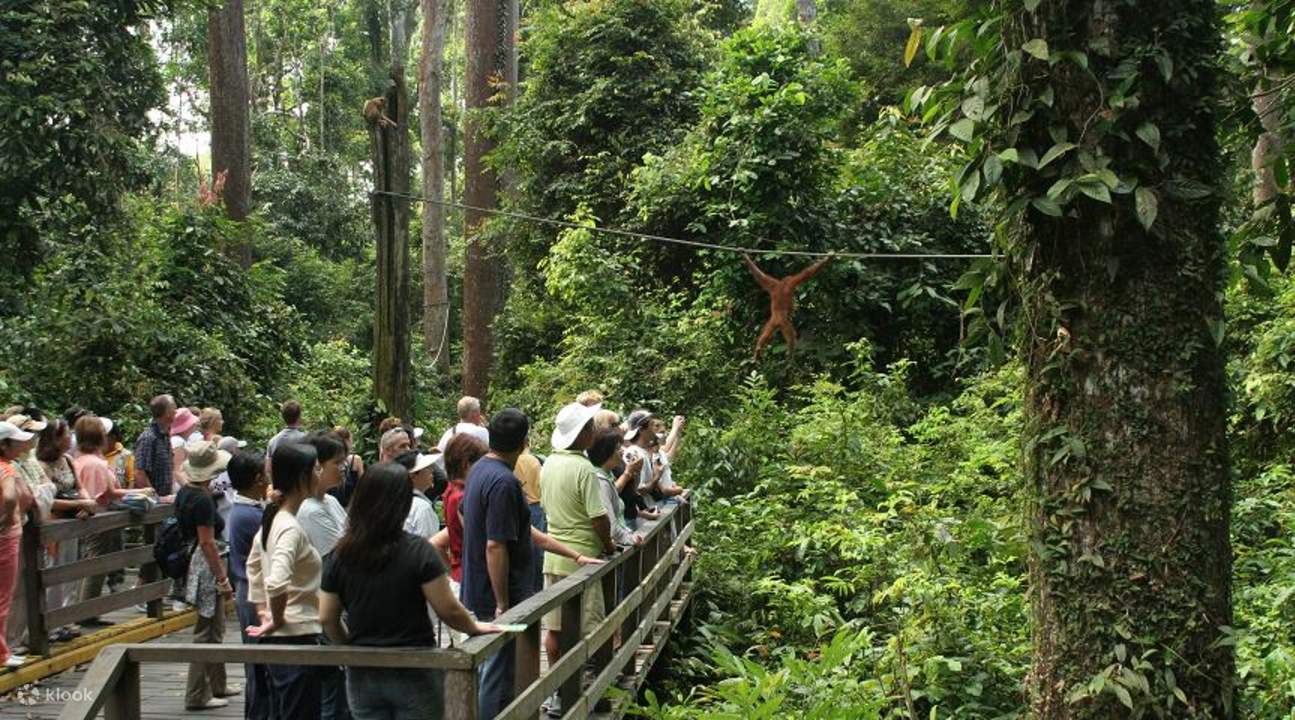 Excursión de medio día al centro de orangutanes de Sepilok - Klook ...