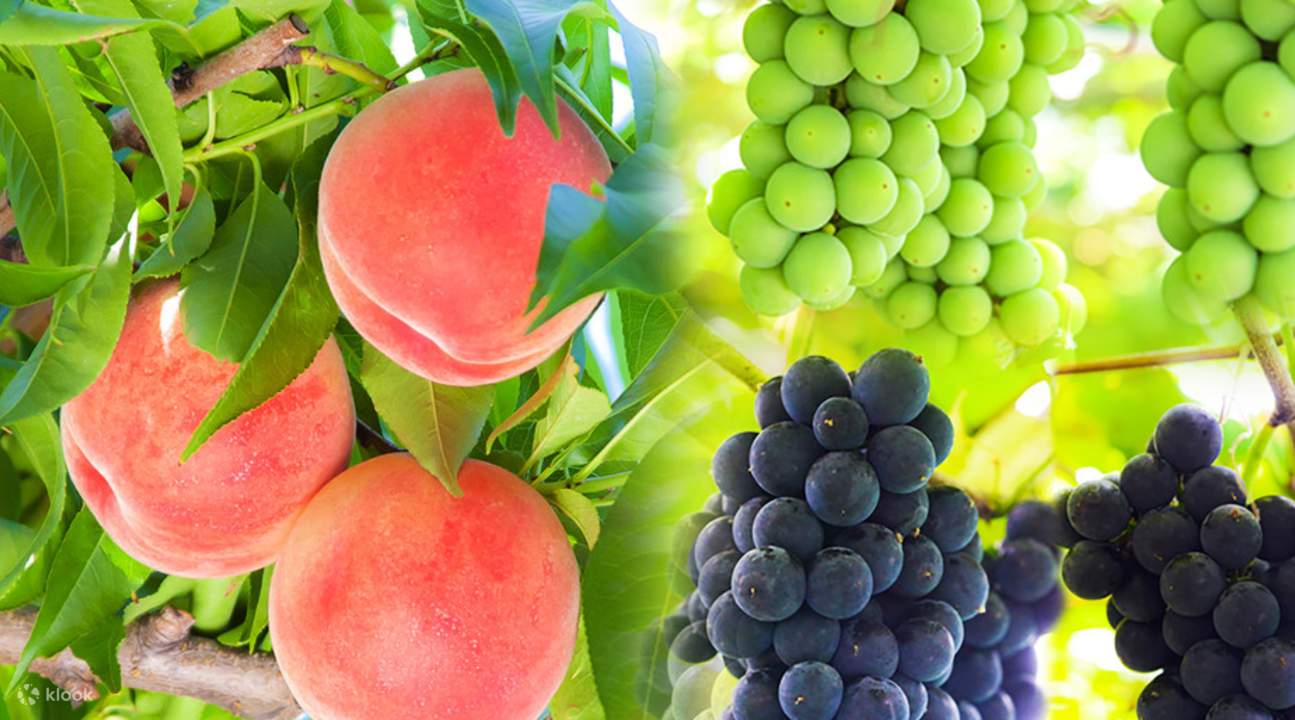 Gunma Sightseeing and Gourmet Trip from Tokyo, Japan - Klook