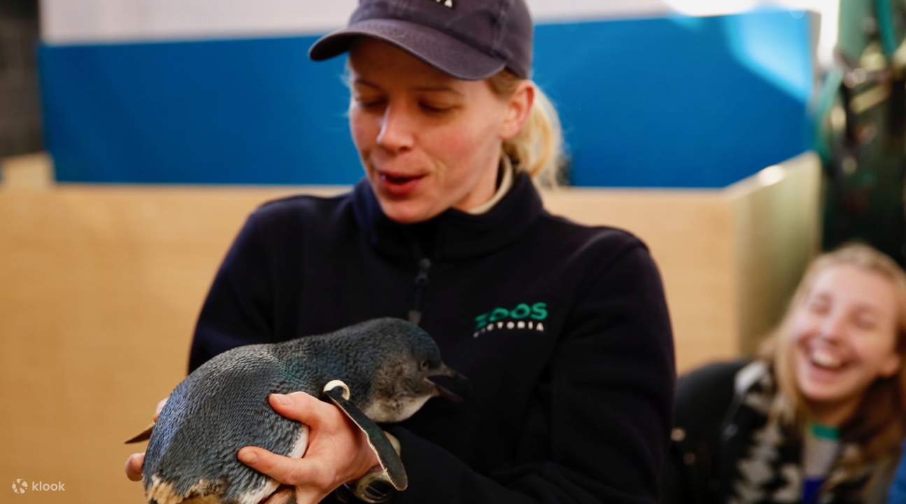 Little Penguin Experience at Melbourne Zoo - Klook New Zealand
