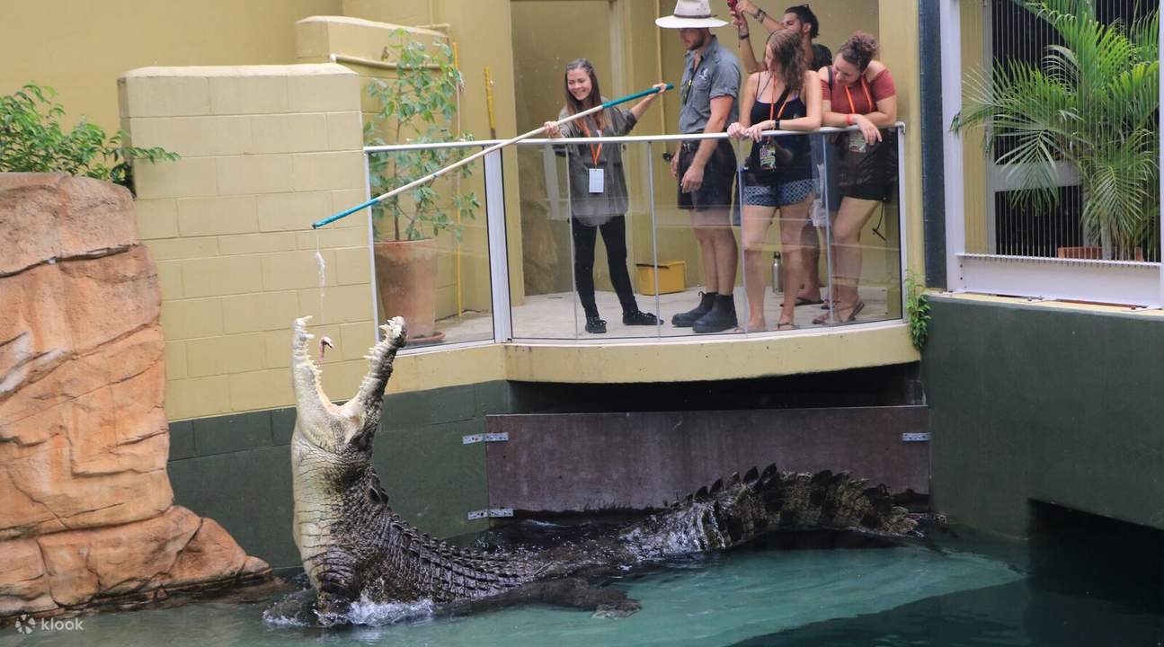 Big Croc Feed Experience and Guided Tour - Klook United States