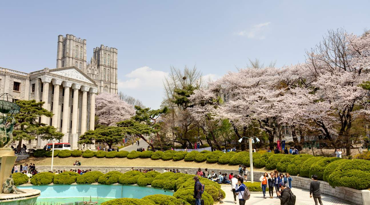 Chasing Cherry Blossoms Tour - Klook