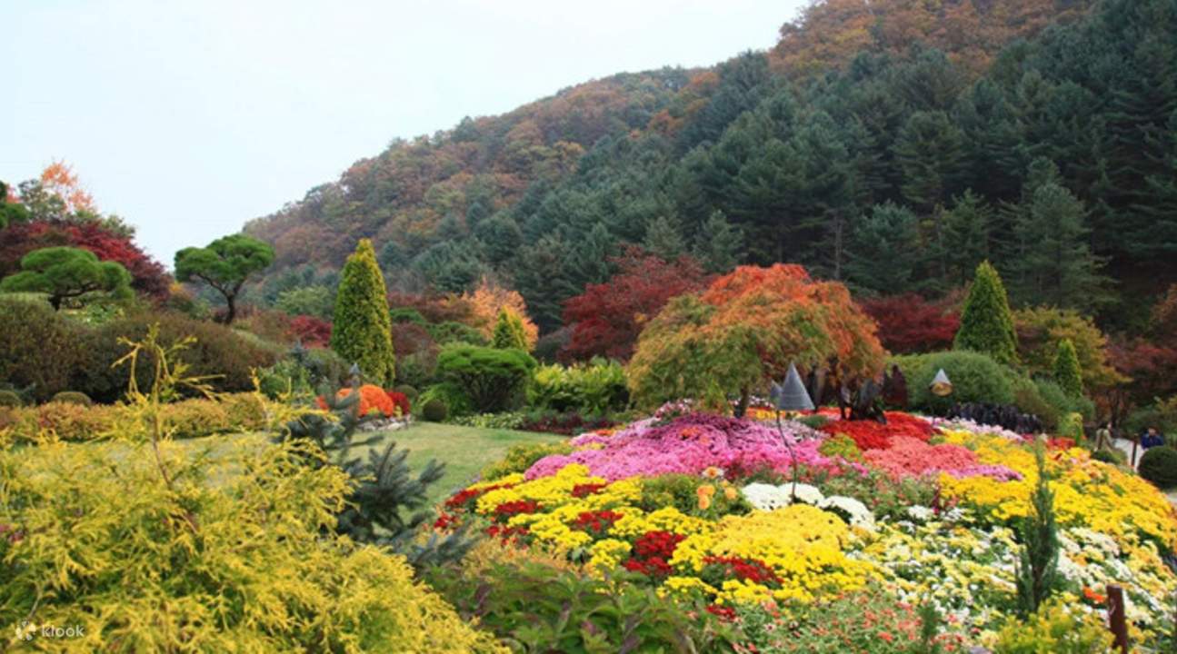 Nami Island and Garden of Morning Calm Lighting Festival Tour - Klook ...