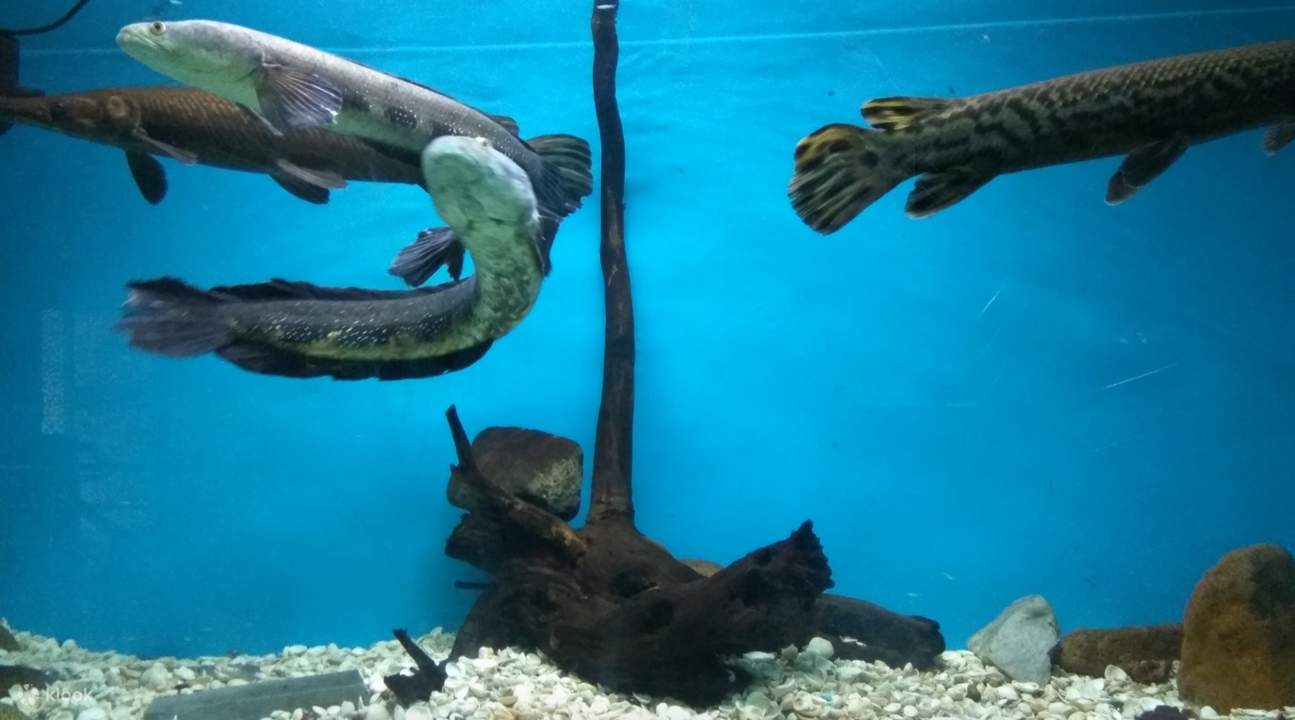 Gokarna and Murudeshwar Private Day Tour from Goa, India - Klook