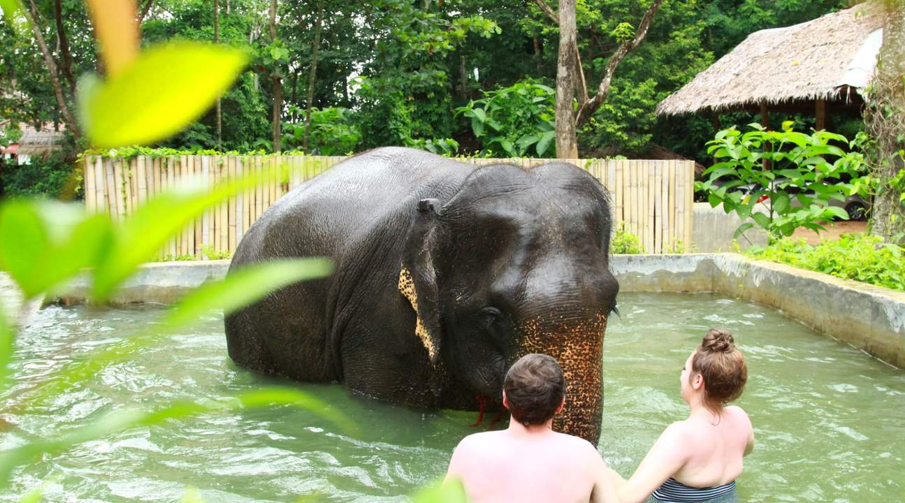 Elephant Bathing Experience in Phuket - Klook