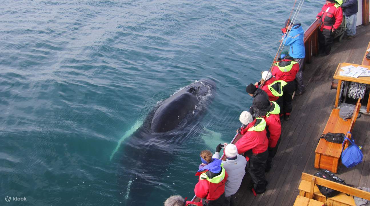 Húsavík Original Whale Watching and Puffin Island Day Tour in North ...
