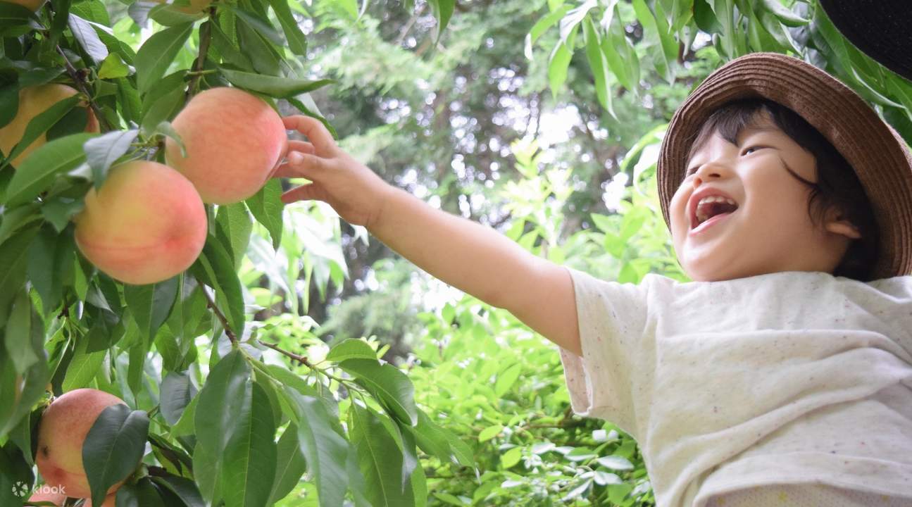 Okayama Peach Picking and Sunflower Viewing Day Tour with Hotel Pick Up ...