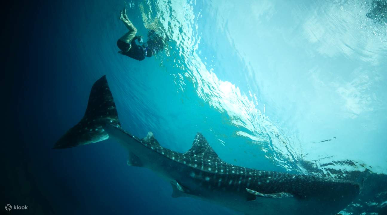 Oslob Whale Shark Snorkeling and Badian Canyoneering Adventure - Klook ...