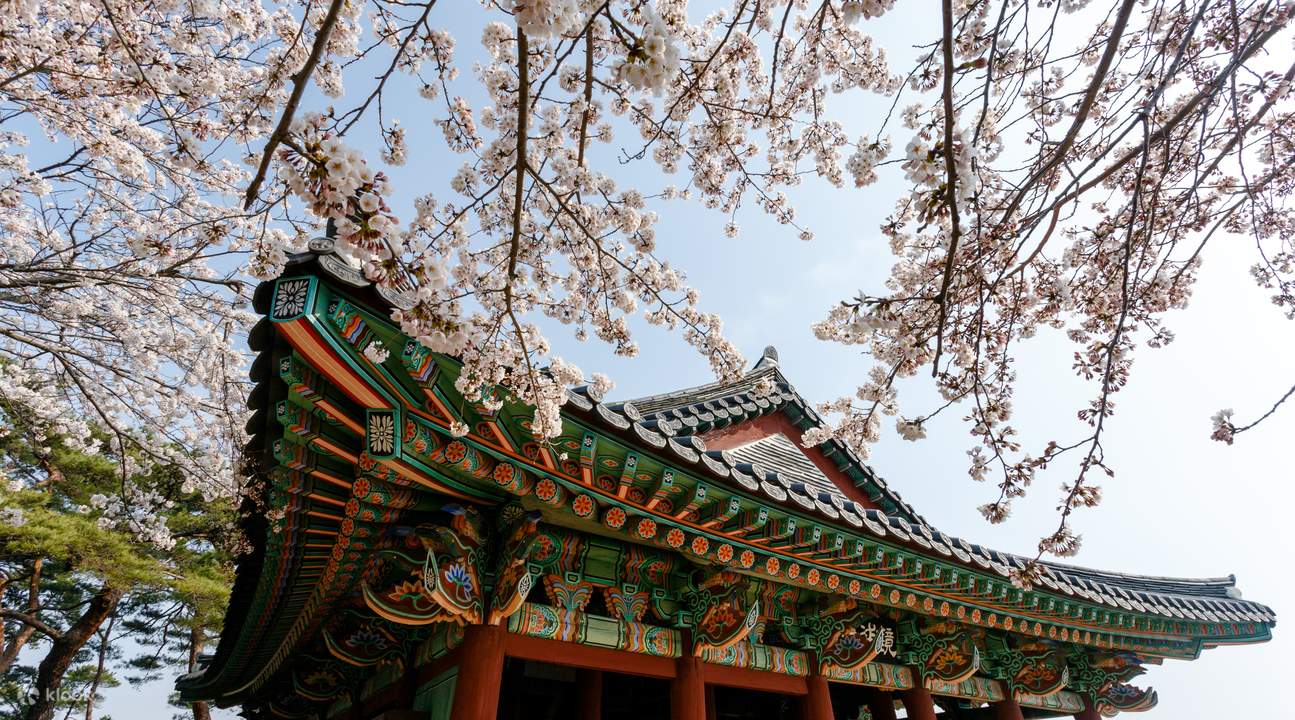 Chasing Cherry Blossoms Tour - Klook