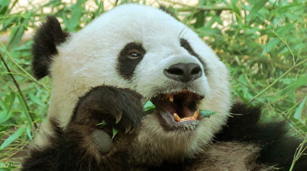 Lawatan ke Dujiangyan Panda Base dan Gunung Qingcheng dari Chengdu ...