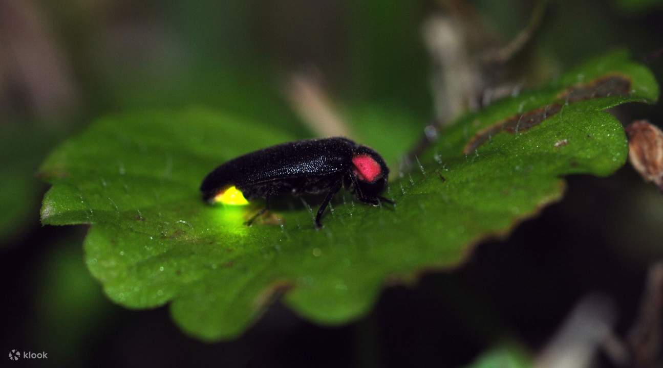 Fireflies Night Tour with Seafood Dinner and Boat Ride - Klook Malaysia