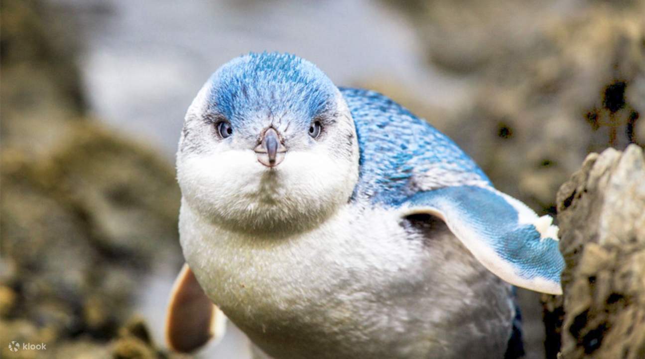 Phillip Island Penguin Parade Day Tour, Melbourne, Australia - Klook ...