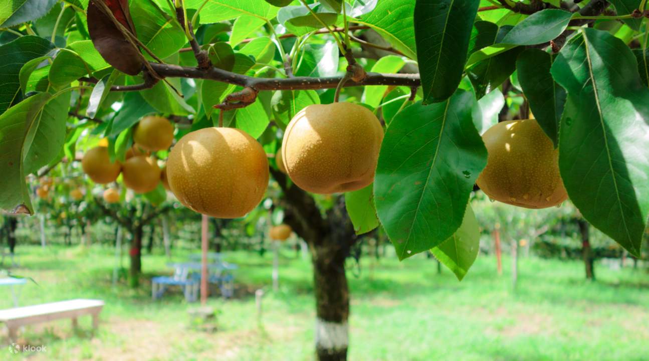 Book Hitachi National Seaside & Mito Kairakuen Parks Trip - Klook ...