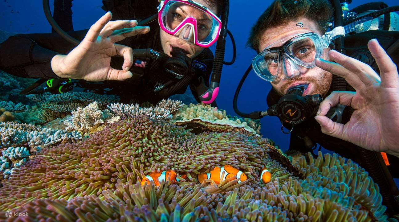 Cours d'introduction à la plongée sous-marine PADI de 5 jours - Cairns ...