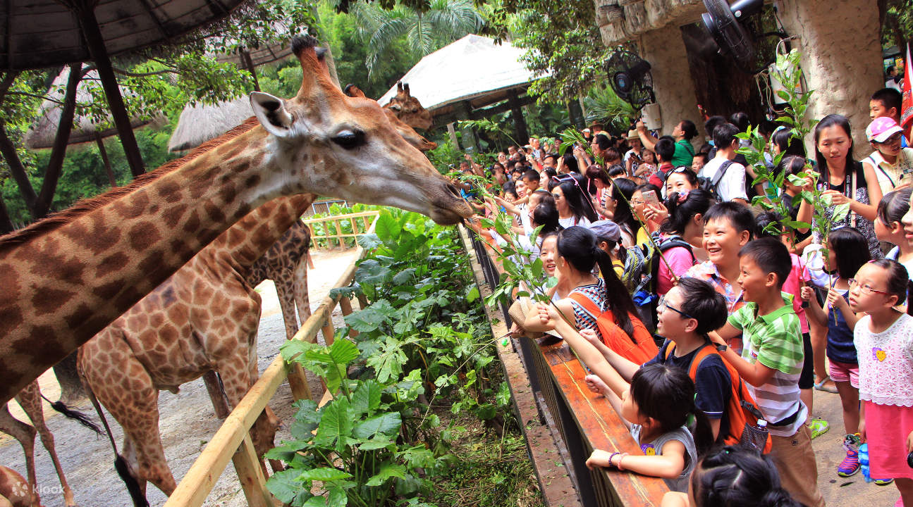 Chimelong Safari Park and Birds Park Tickets in Guangzhou - Klook ...