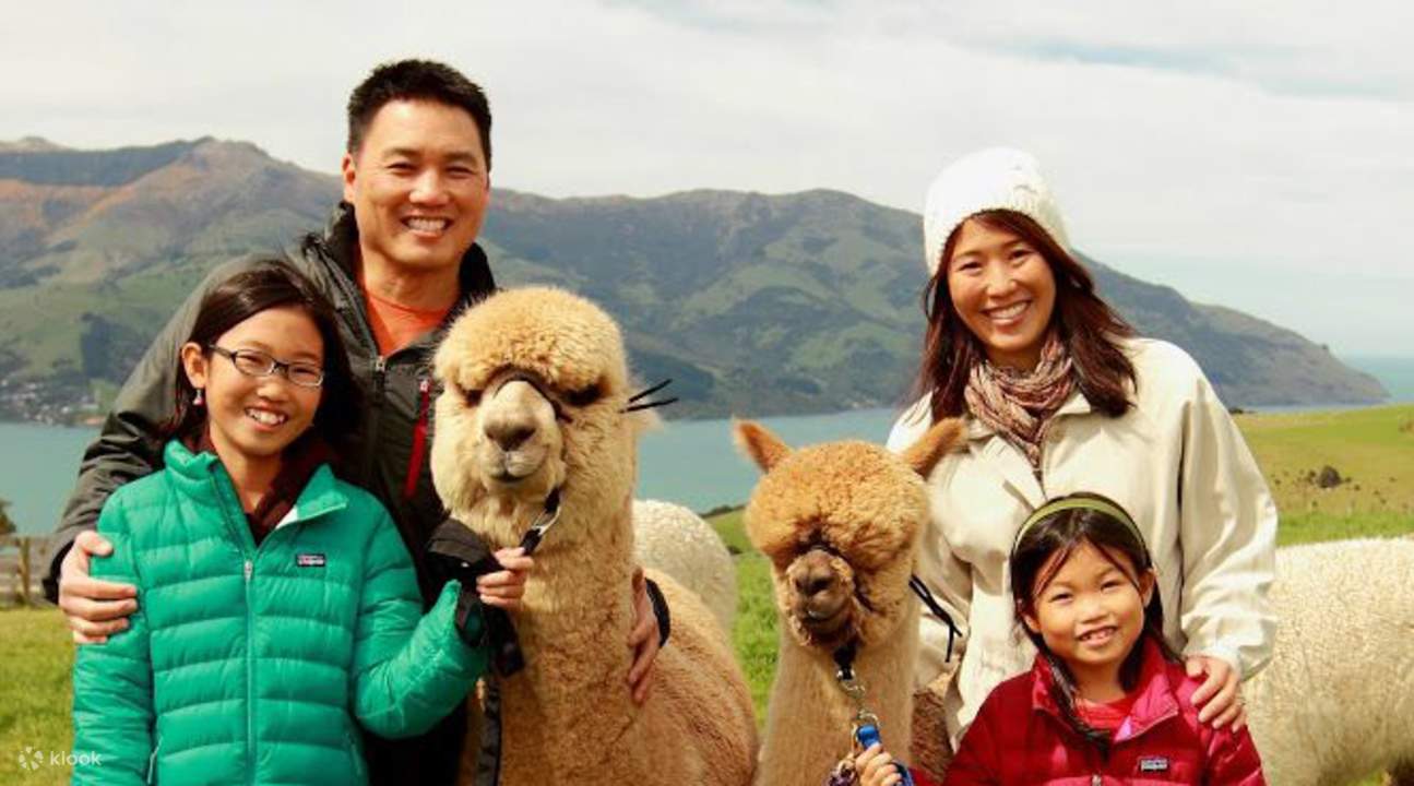 Akaroa Shamarra Alpaca Farm Tour - Klook