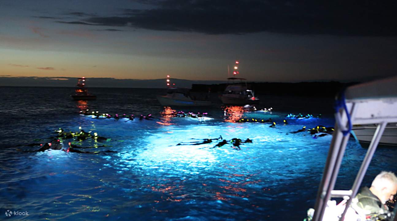 Manta Ray Night Dive in Hawaii - Klook
