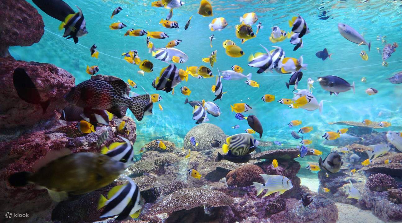 Klook Exclusive Seoul 5 Day Pass Seoul, South Korea - Klook