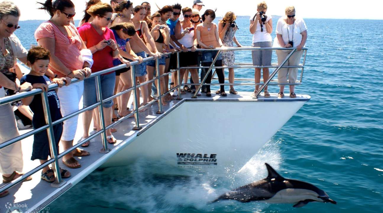 奥克兰观鲸 & 观海豚游船之旅 - Klook客路