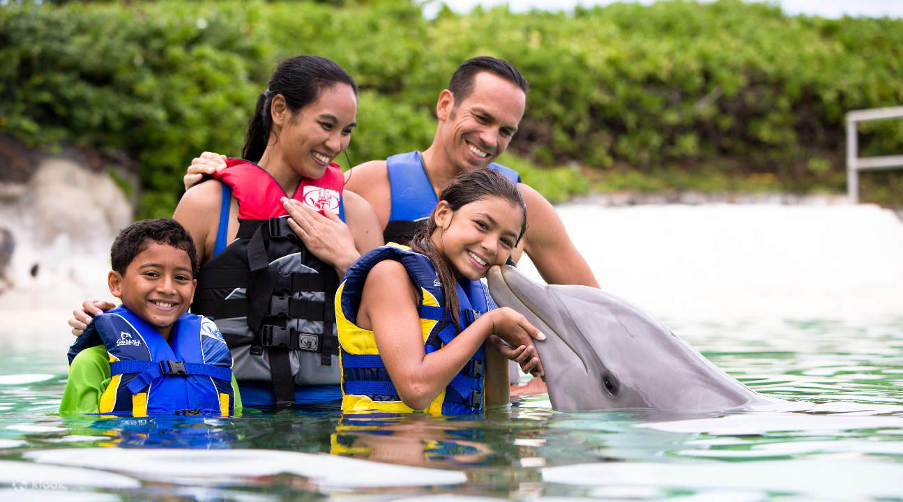 Dolphin Swimming Adventure Private Trip in Oahu, Hawaii - Klook United ...