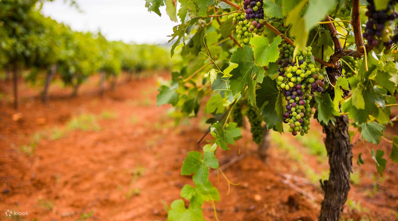 4D3N Food and Wine Discovery Tour in Sydney, Australia - Klook United ...