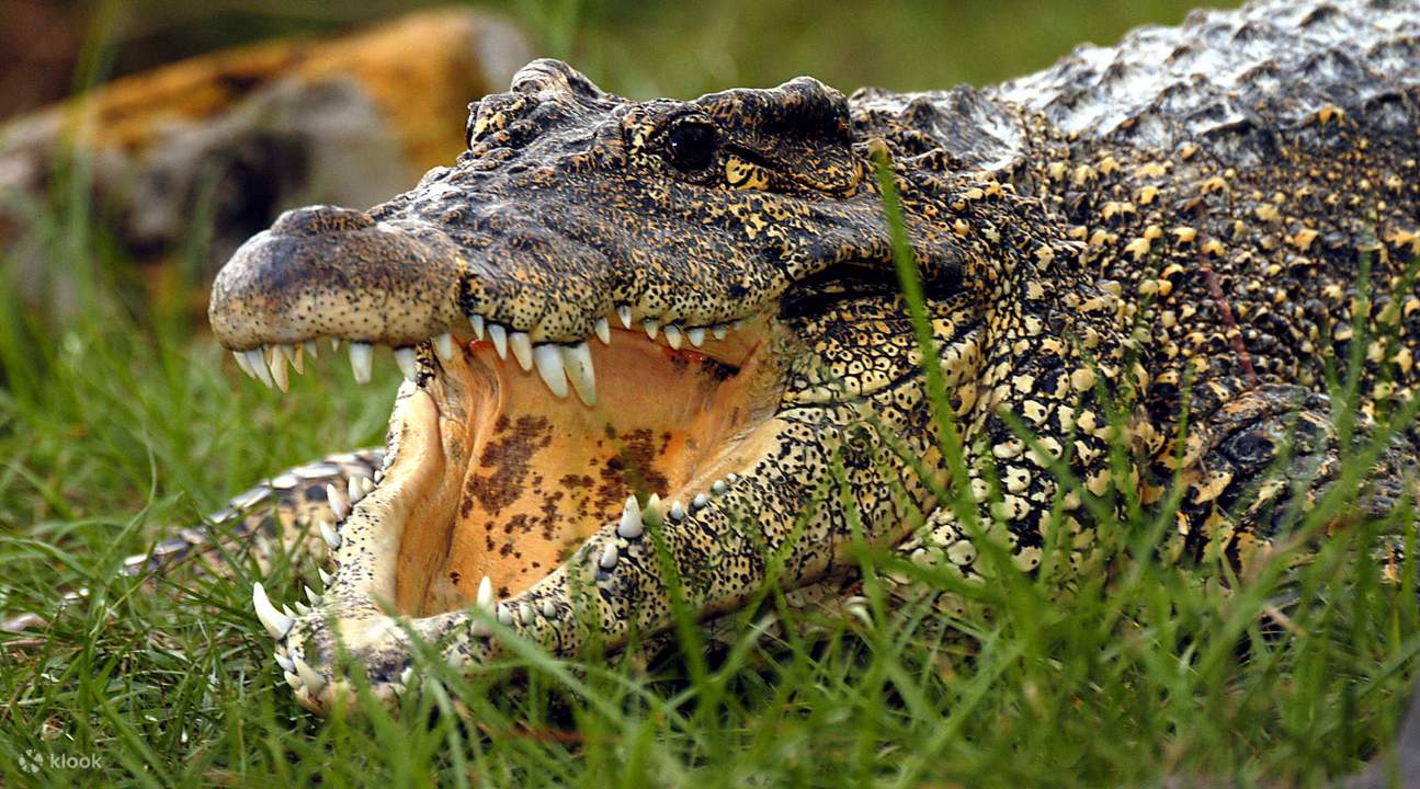 Gatorland Admission Ticket in Orlando, FL - Klook United States