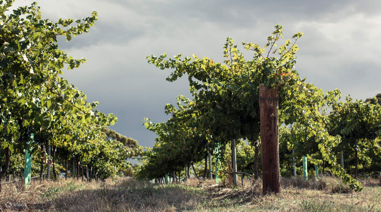 Barossa Valley Food and Wine Full Day Tour from Adelaide - Klook Singapore