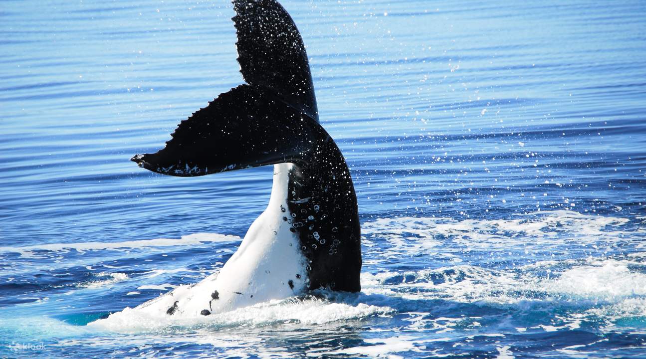 Half Day Morning Whale Watching Cruise in Fraser Island - Klook Estados ...