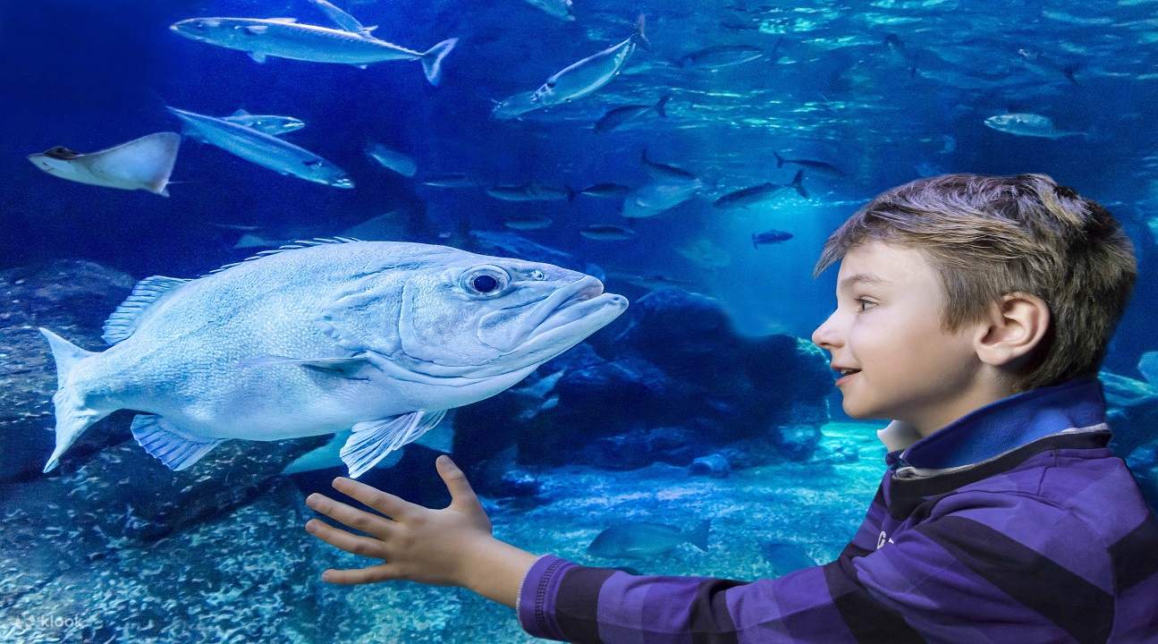 SEA LIFE Ticket in Berlin - Klook The Bahamas