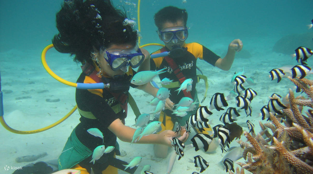 Snuba Adventure and Dolphin Watching in Guam - Klook Hong Kong