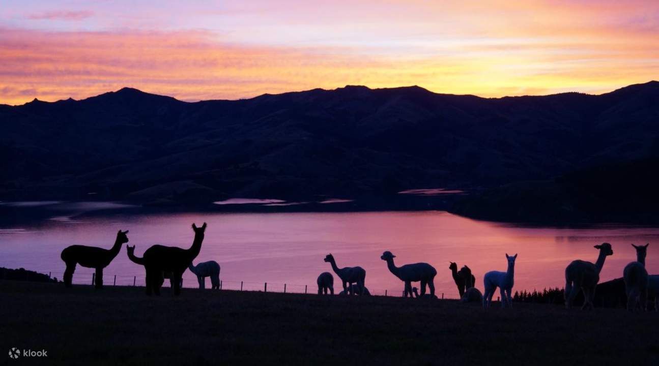 Akaroa Shamarra Alpaca Farm Tour - Klook