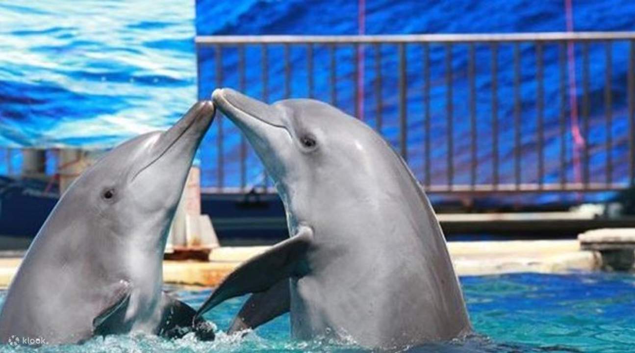 Shenzhen Ocean World - Klook United States