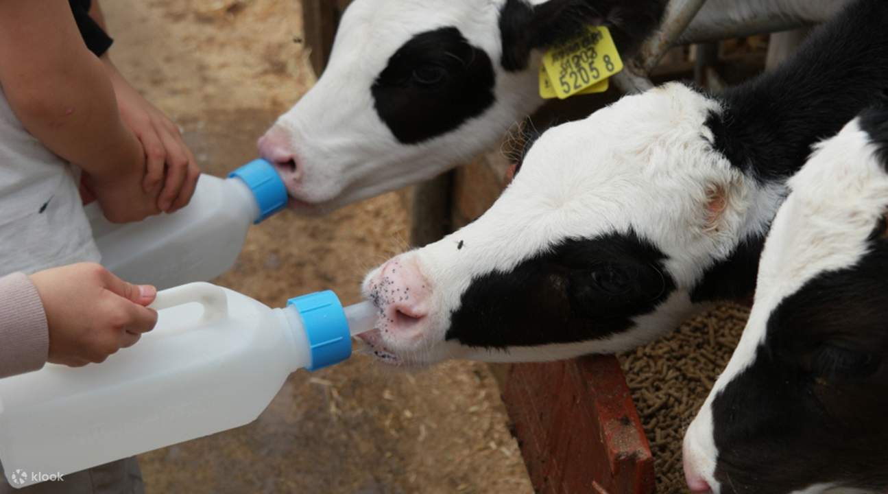 Cow Farm, Paju Provence Village & Heyri Art Valley Day Tour from ...