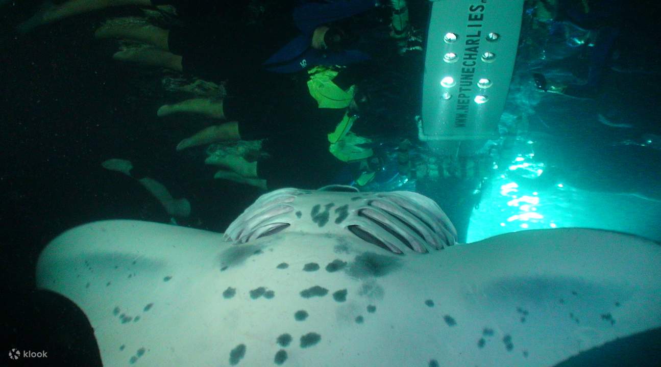 Manta Ray Night Dive in Hawaii - Klook