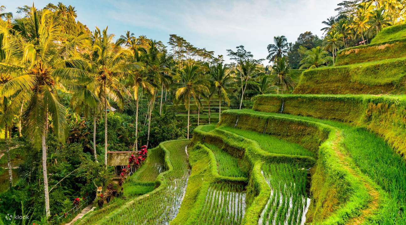 Goa Gajah, Teres Padi, Air Terjun Tibumana, dan Lawatan Kampung ...