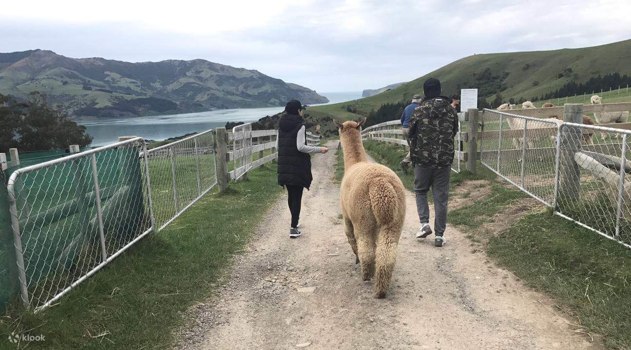 Up to 20% Off | Akaroa Shamarra Alpaca Farm Tour - Klook Singapore