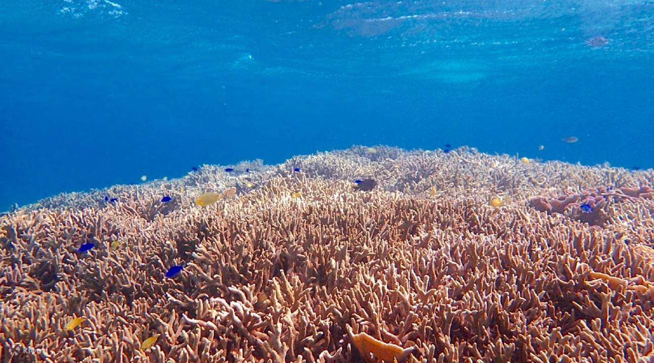 【中文教練】沖繩夢幻礁 青洞浮潛＆深潛體驗 Klook香港