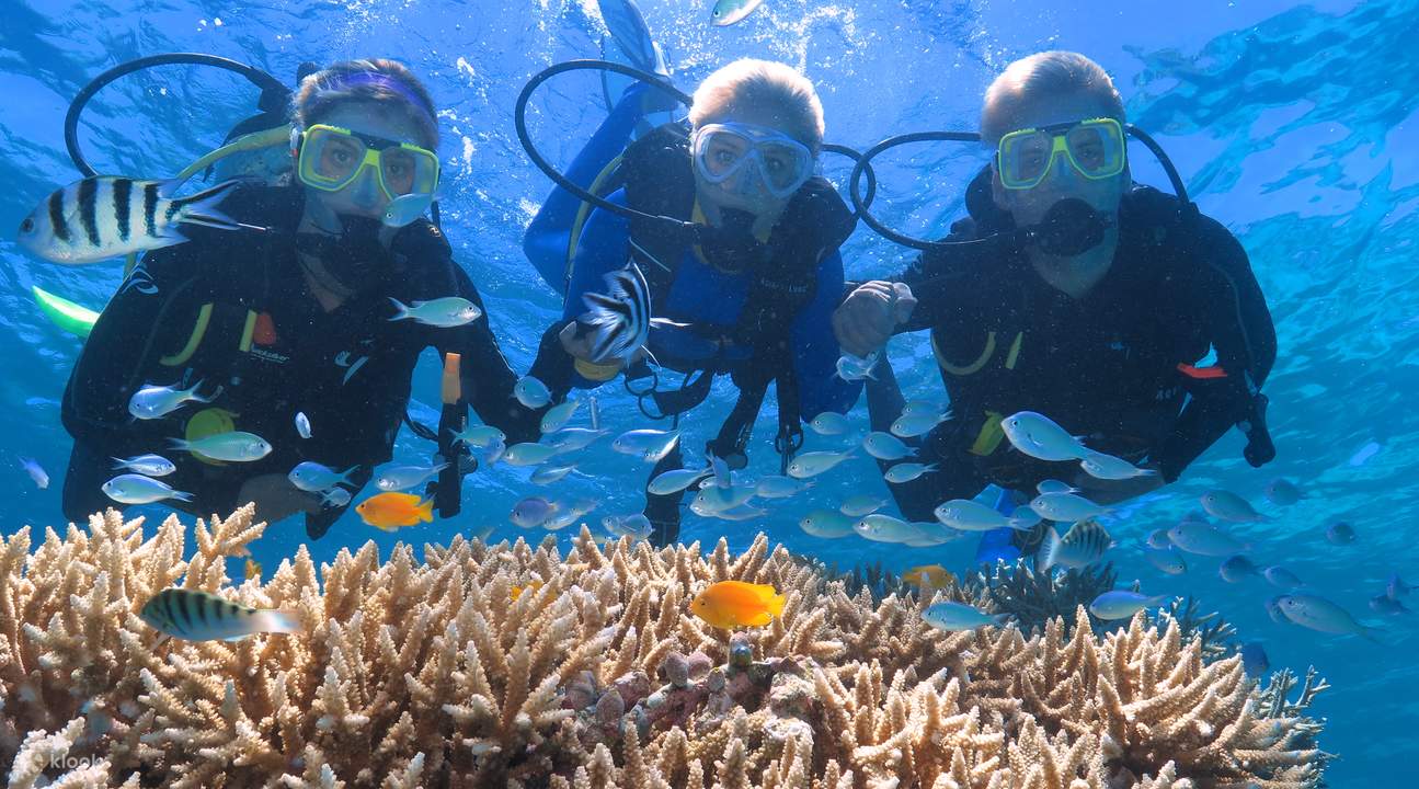 Outer Barrier Reef from Port Douglas - Klook