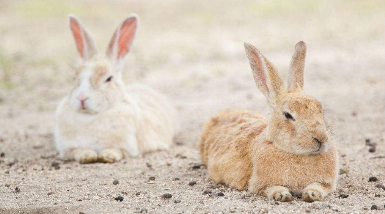 Okunoshima Rabbit Island Bus Trip in Hiroshima - Klook, Vereinigte Staaten