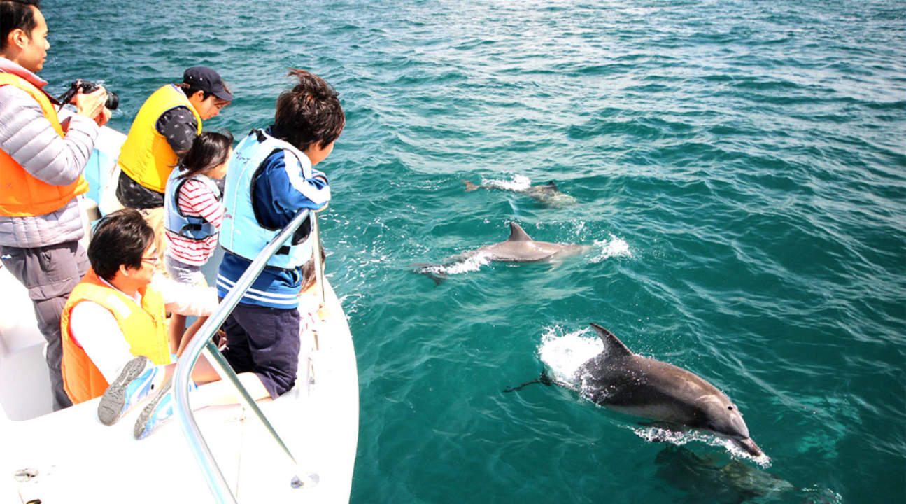 Dolphin Watching Experience in Amakusa - Klook