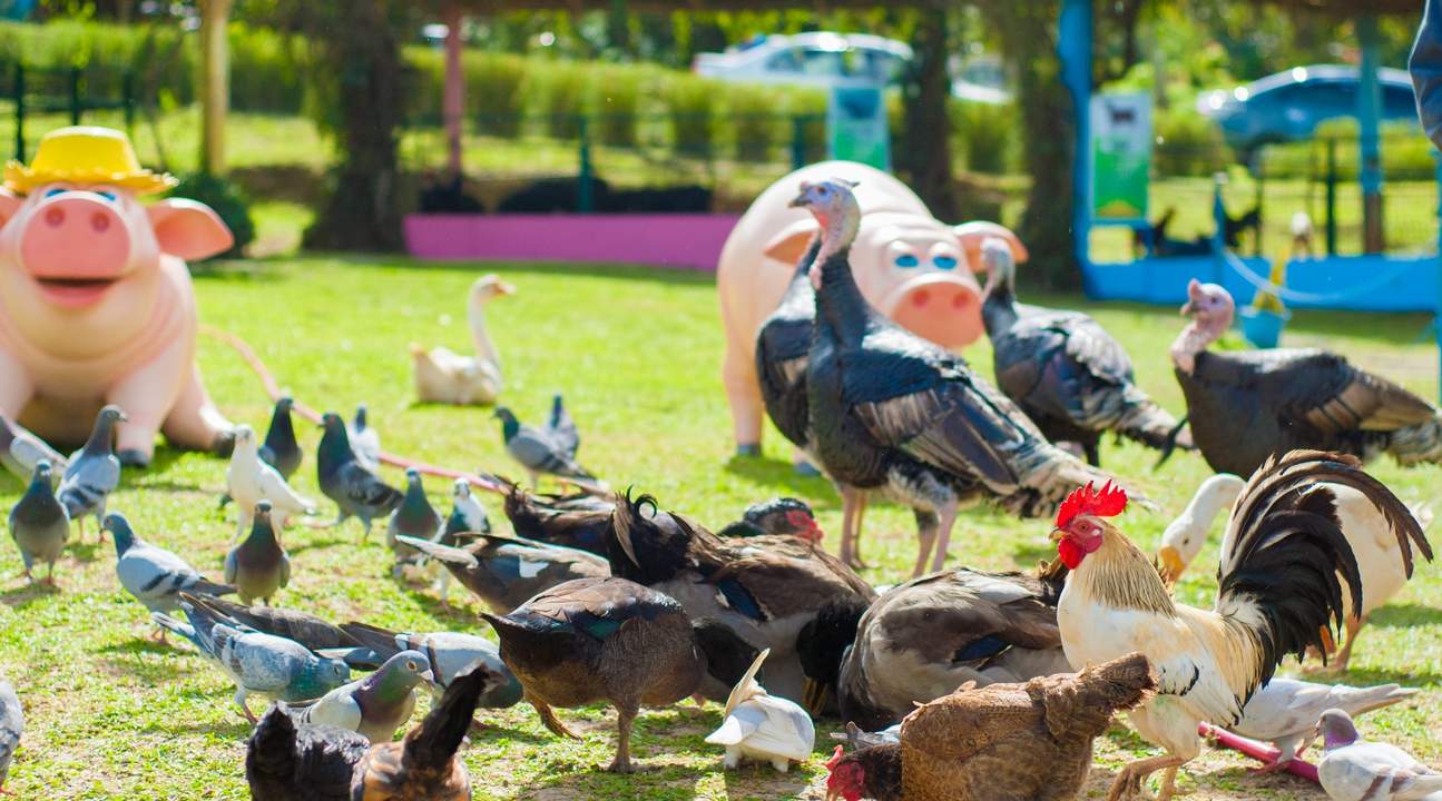 Paradizoo Admission Ticket in Tagaytay, Philippines - Klook Philippines