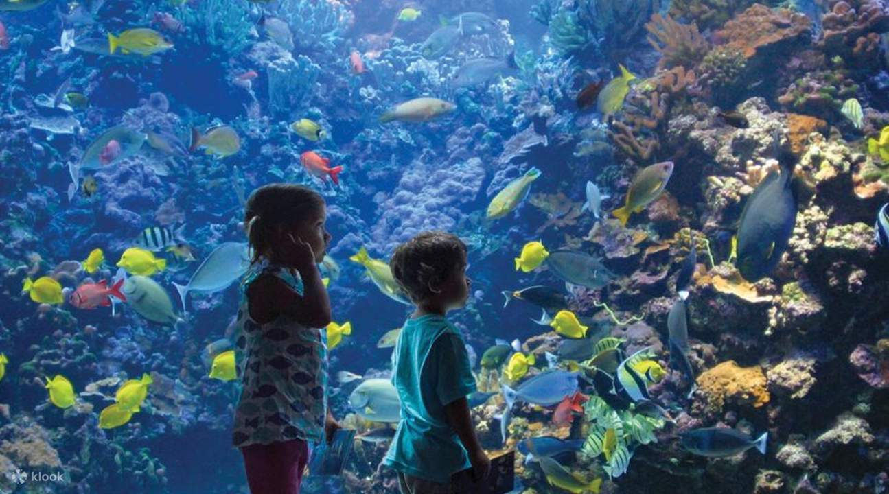Maui Ocean Center One Day Pass - Klook United States