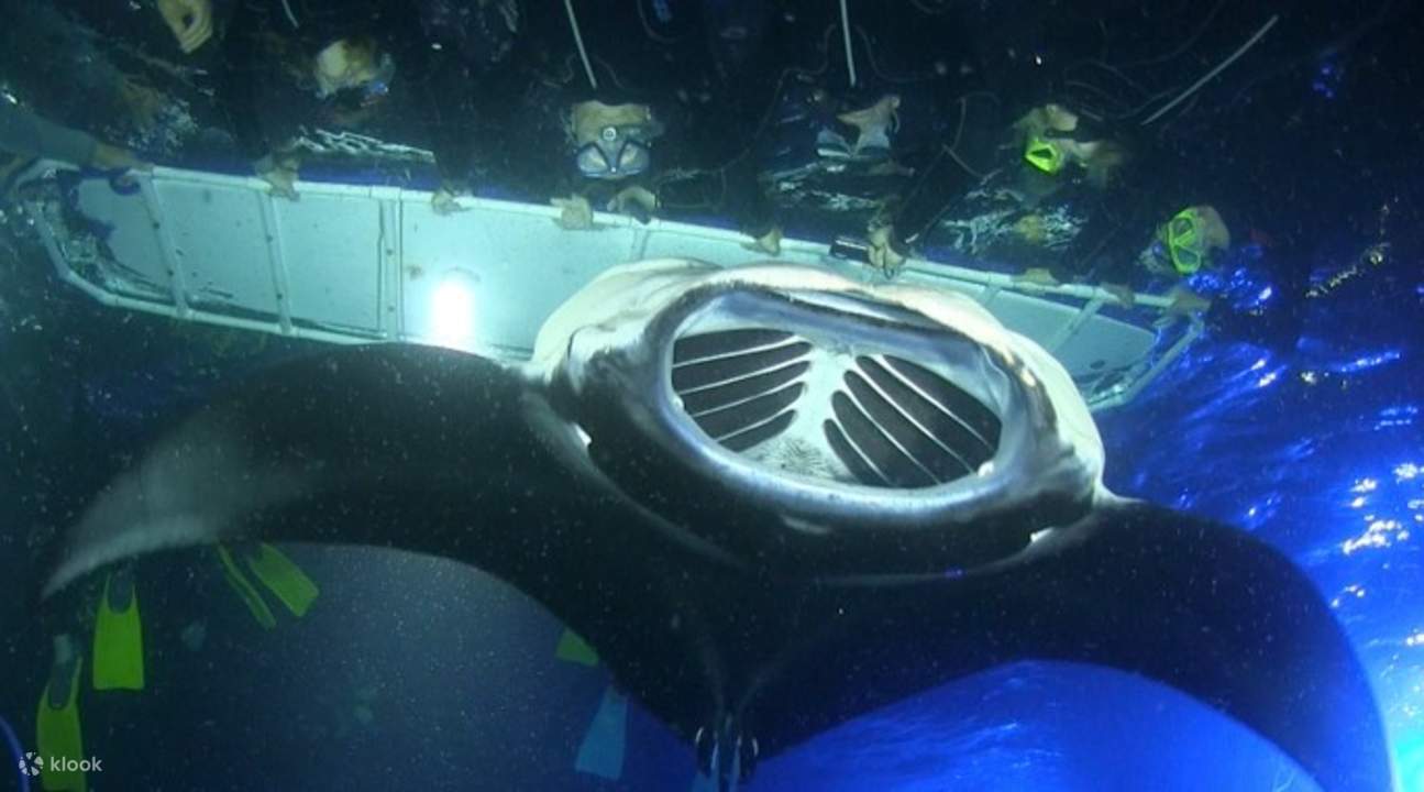 Manta Ray Night Dive in Hawaii - Klook Philippines