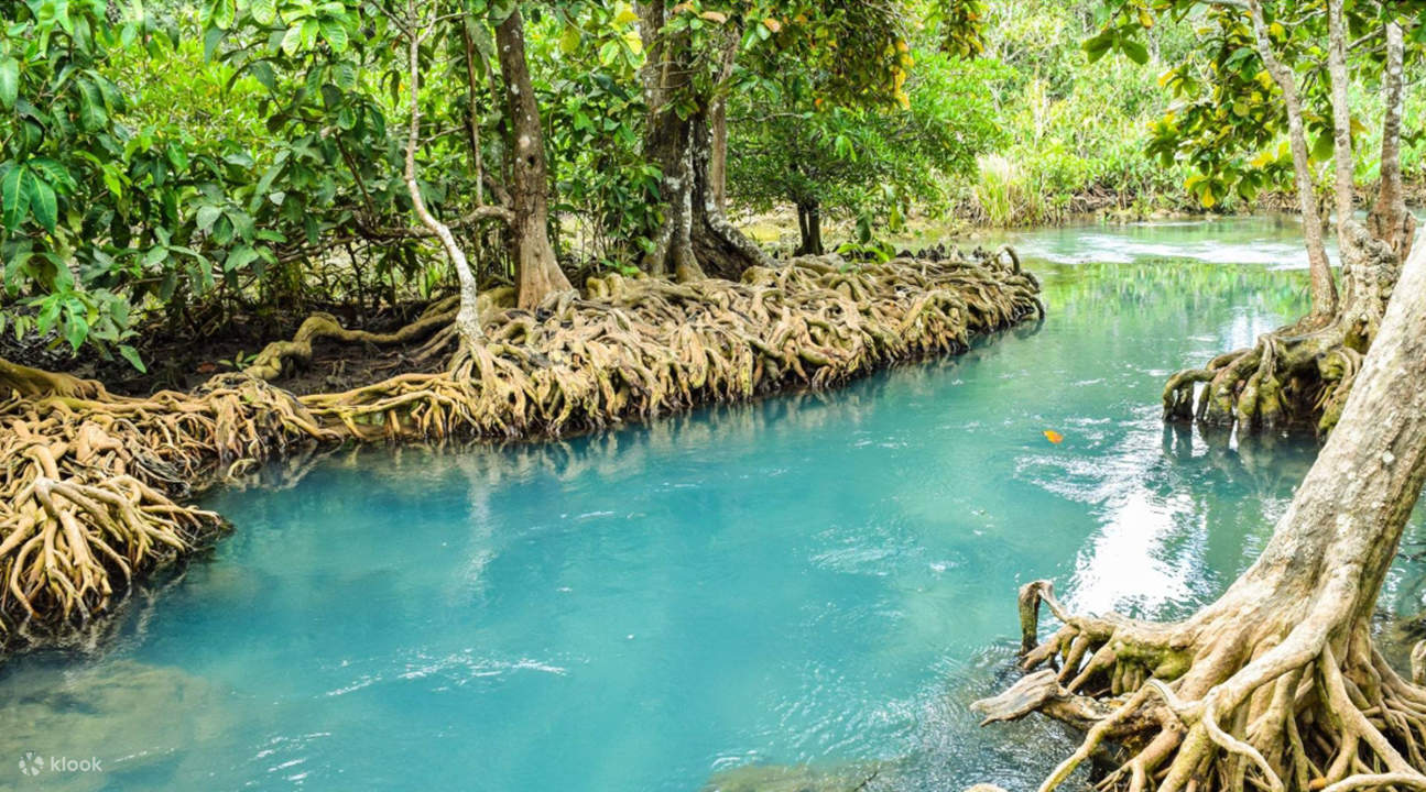 Krabi Mangrove Kayak Tour by TTD - Klook United States